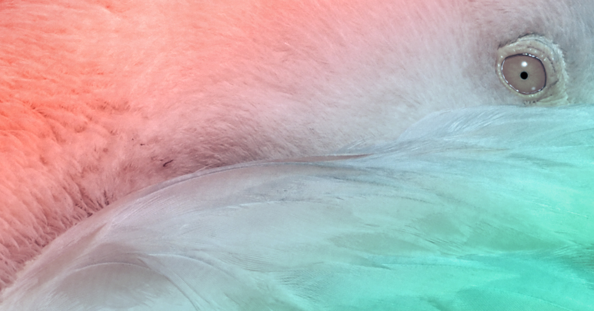 Sentience.pm | Tout savoir sur la sentience et le sentientisme